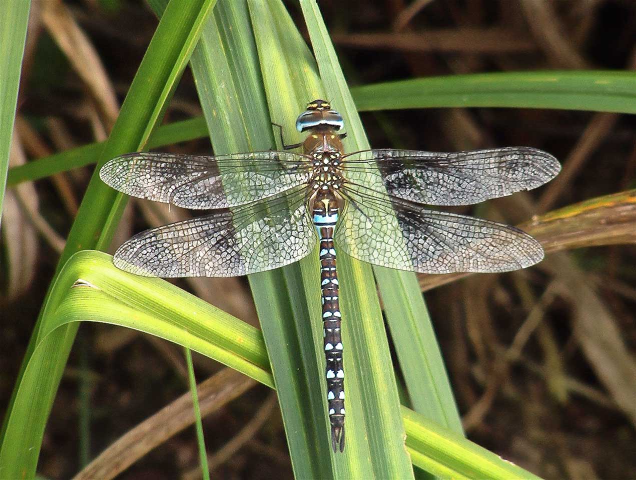 Members’ Photos – Wycombe Wildlife Group